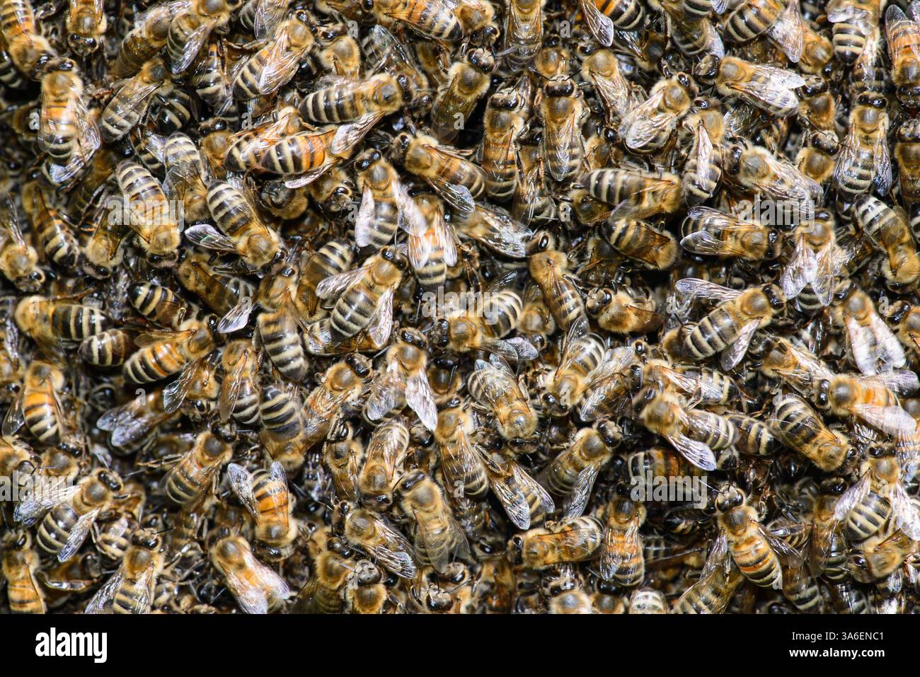 Swarming honey bees hang in a swarm on a branch, Honey bees form a swarm Stock Photo - Alamy