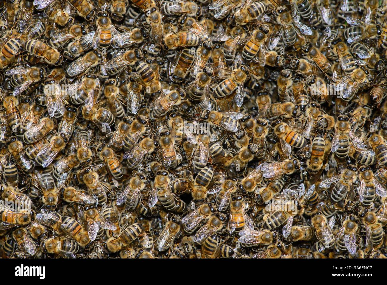 Swarming honey bees hang in a swarm on a branch, Honey bees form a swarm Stock Photo - Alamy