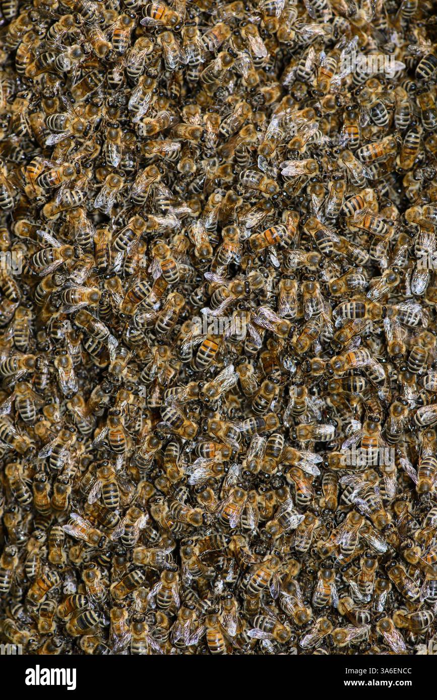 Swarming honey bees hang in a swarm on a branch, Honey bees form a ...