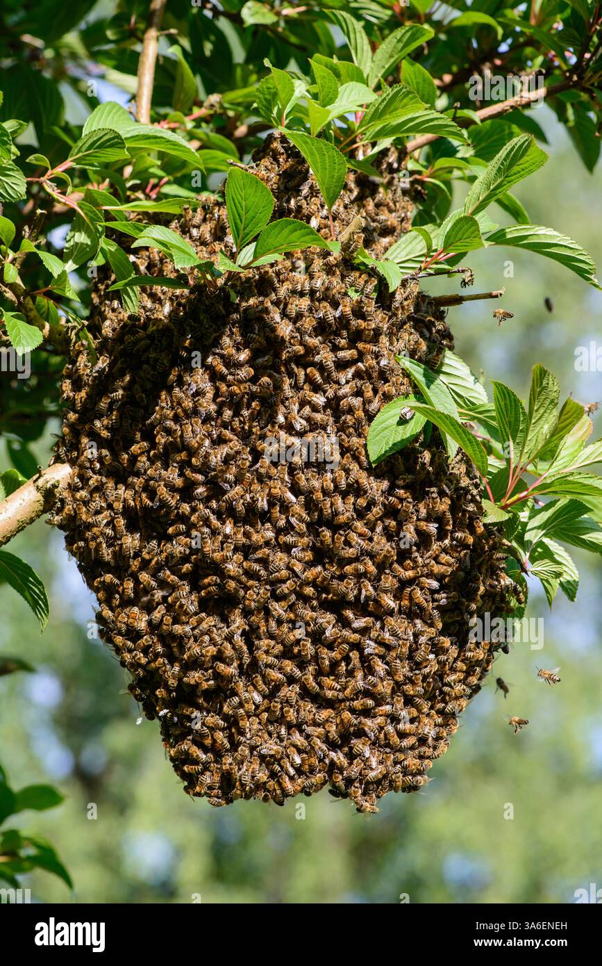 Swarming honey bees hang in a swarm on a branch, Honey bees form a ...