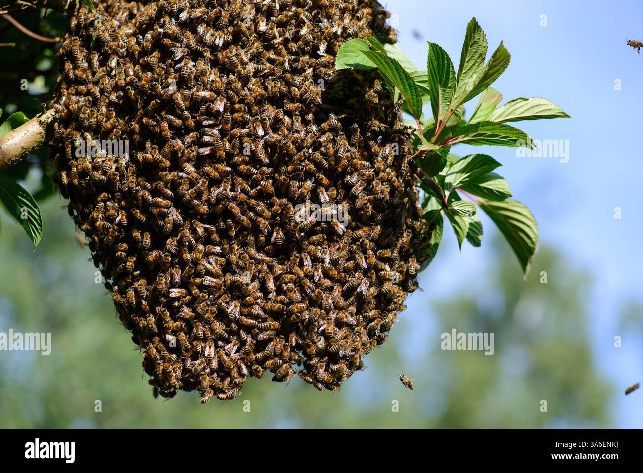Swarming honey bees hang in a swarm on a branch, Honey bees form a ...
