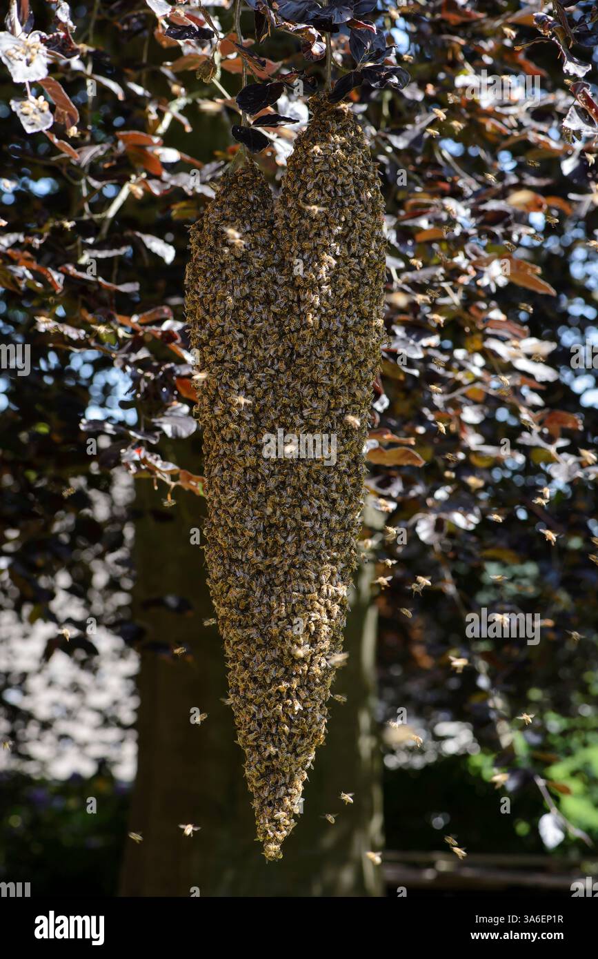 Honey bees form a swarm, Swarming honey bees hang in a swarm on a branch Stock Photo - Alamy