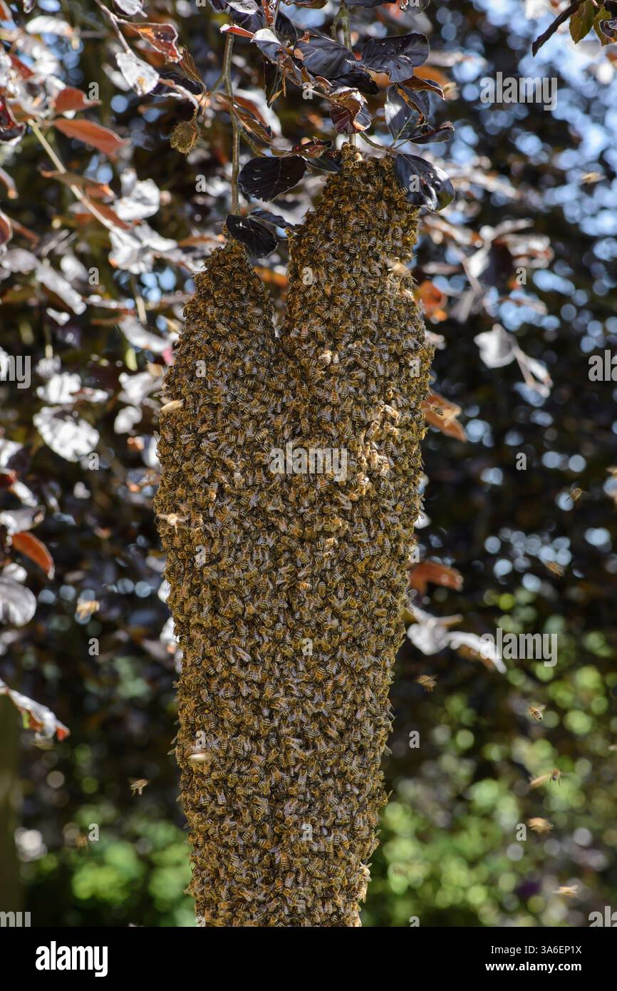 Honey bees form a swarm, Swarming honey bees hang in a swarm on a ...