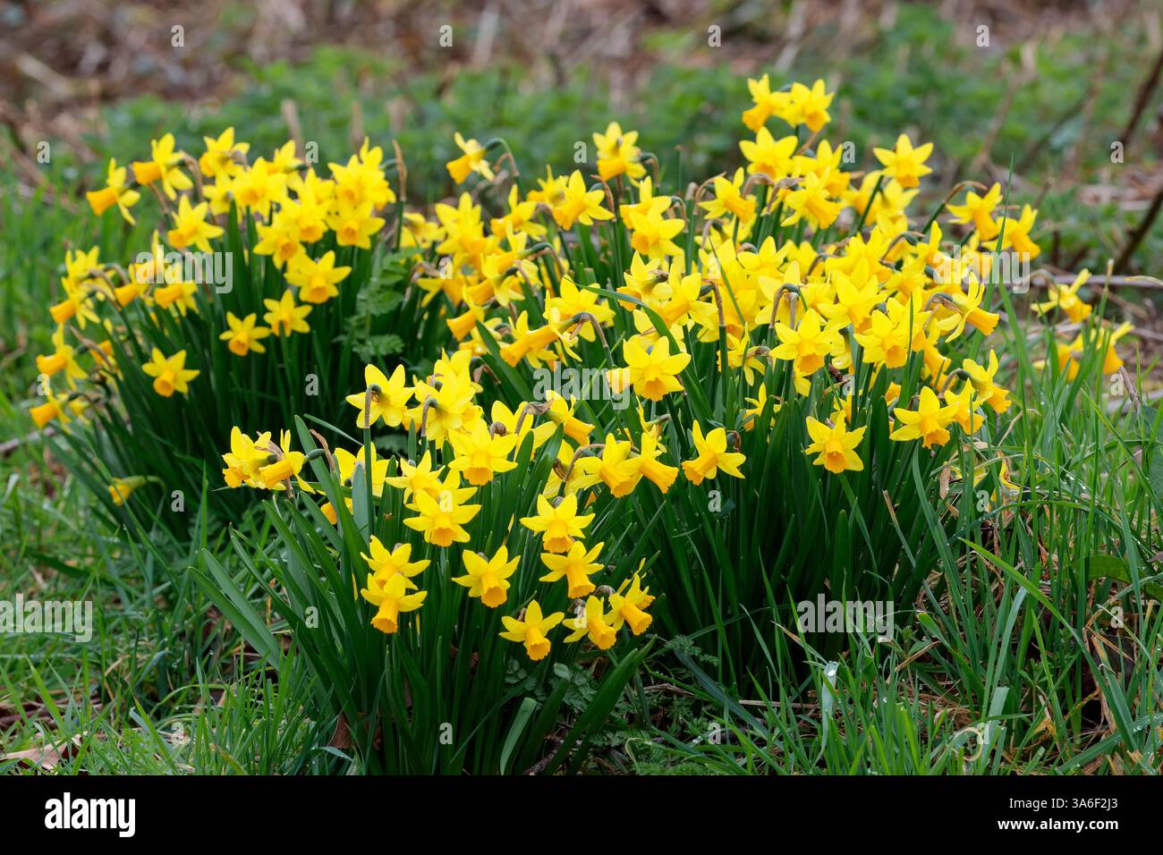 Inner trumpet like petals hi-res stock photography and images - Alamy