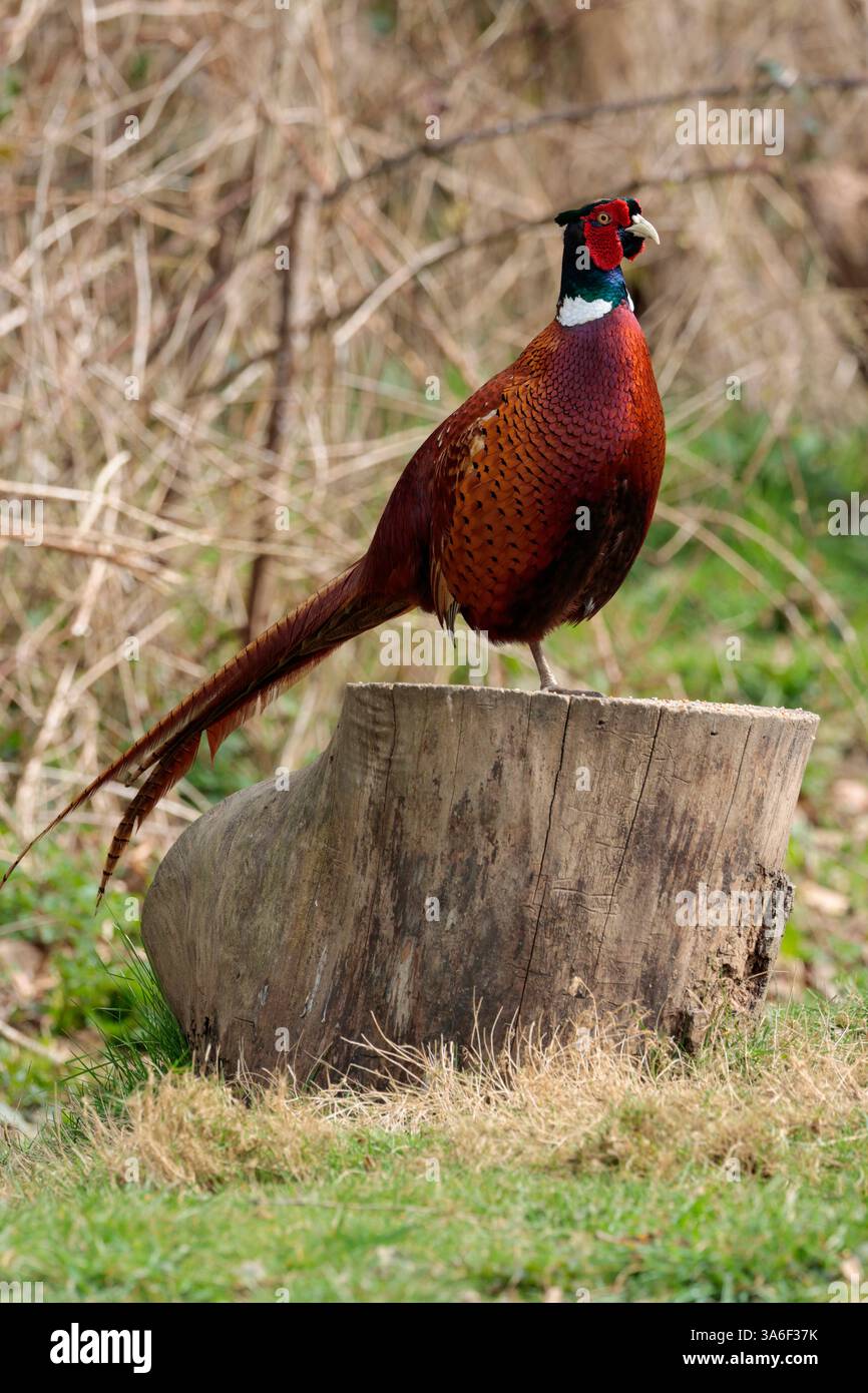 Male pheasant portrait format image hi-res stock photography and images ...