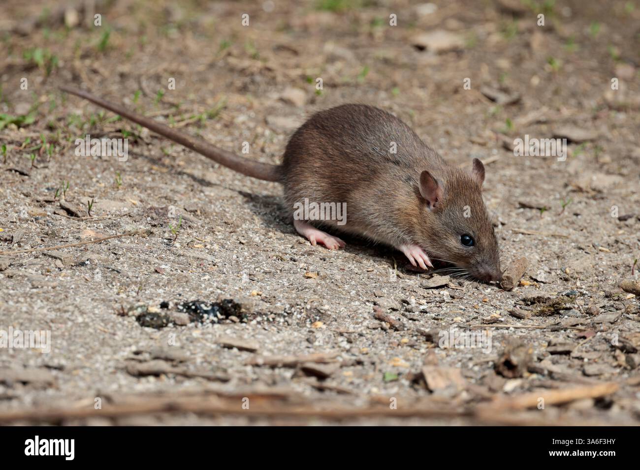 Rat brown Rattus norvegicus, grey brown fur pointed face small round ...
