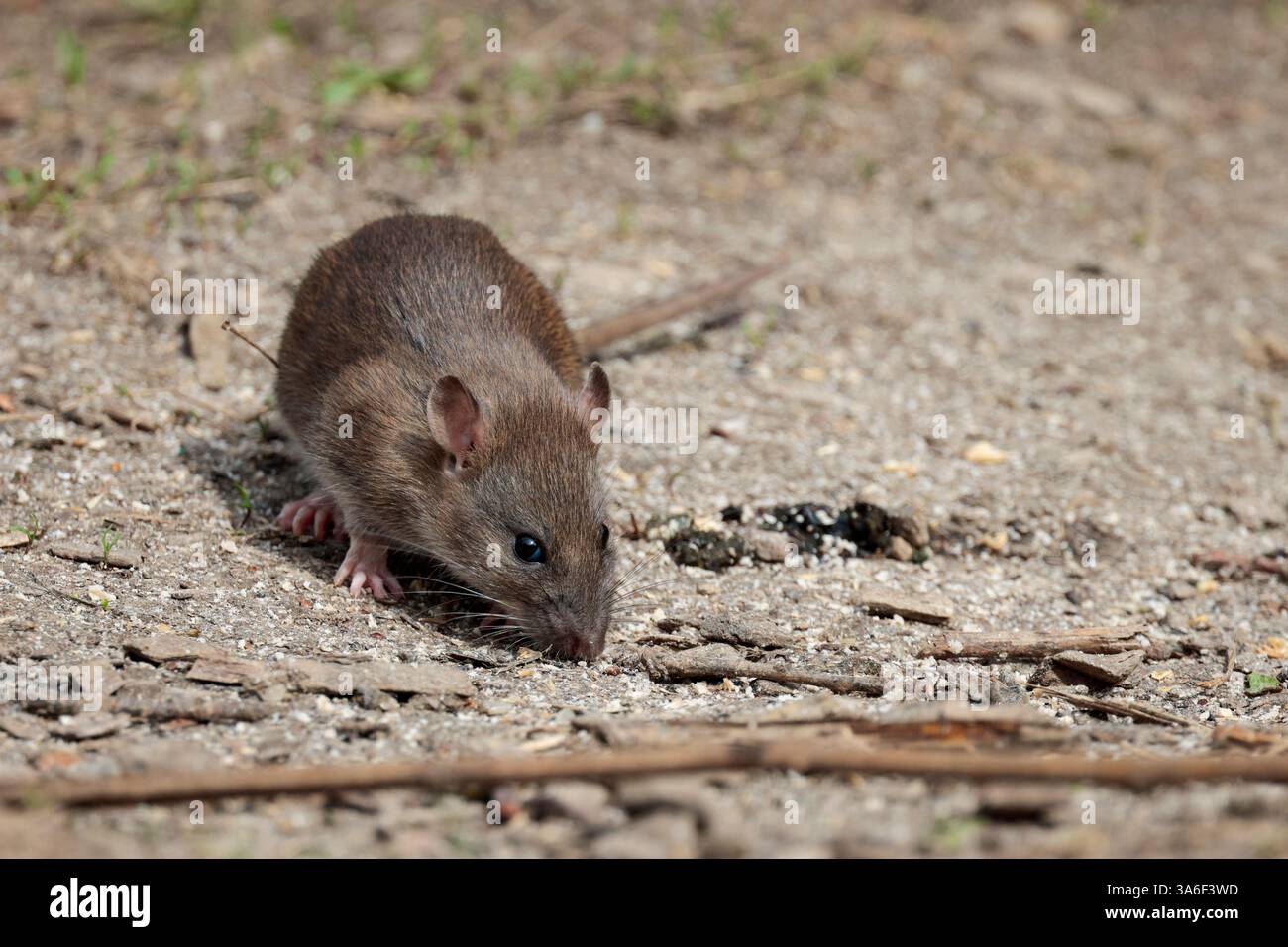 Rat brown Rattus norvegicus, grey brown fur pointed face small round ...