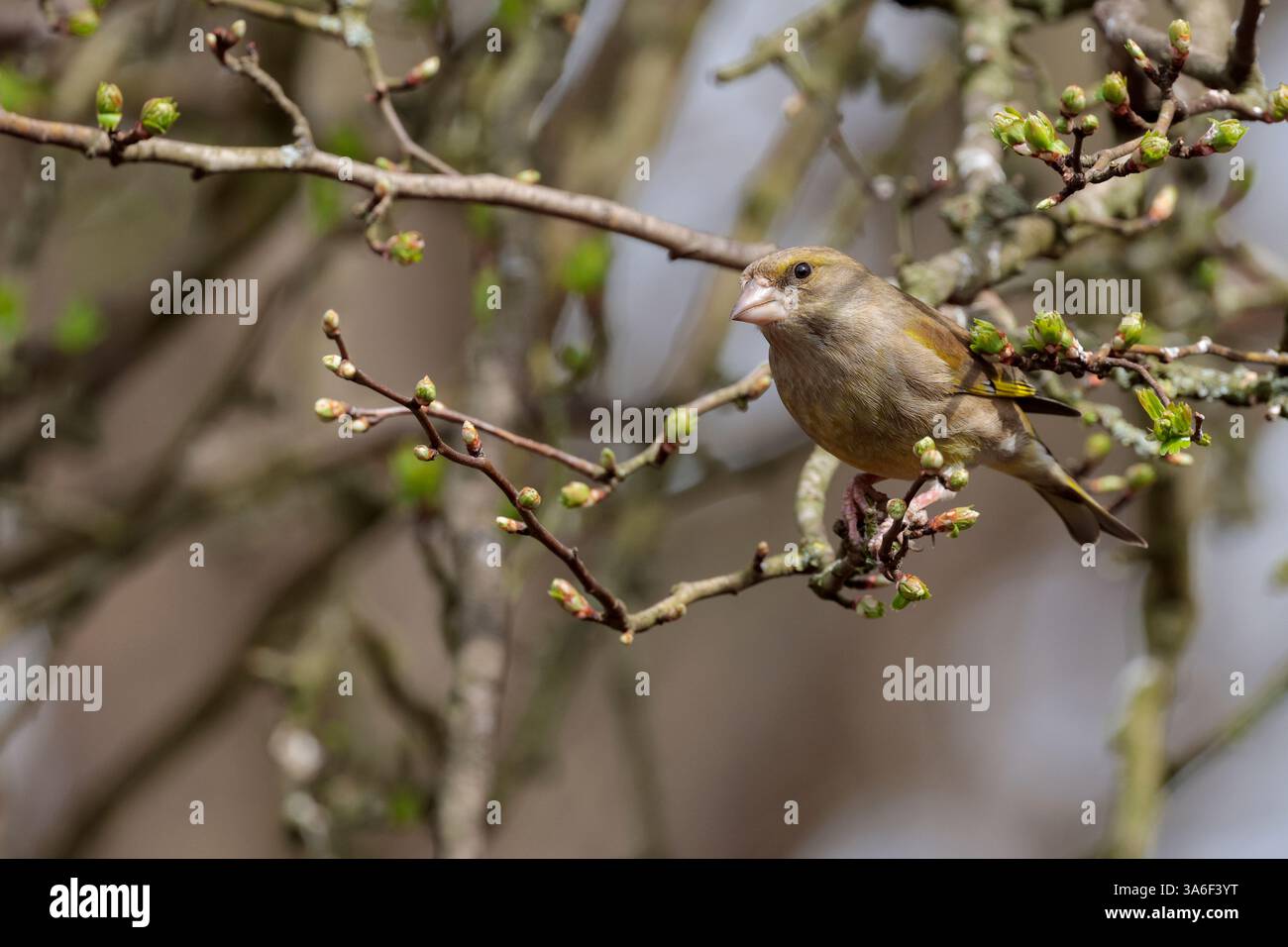 Greenfinch Carduelis chloris, early spring female grey green plumage ...