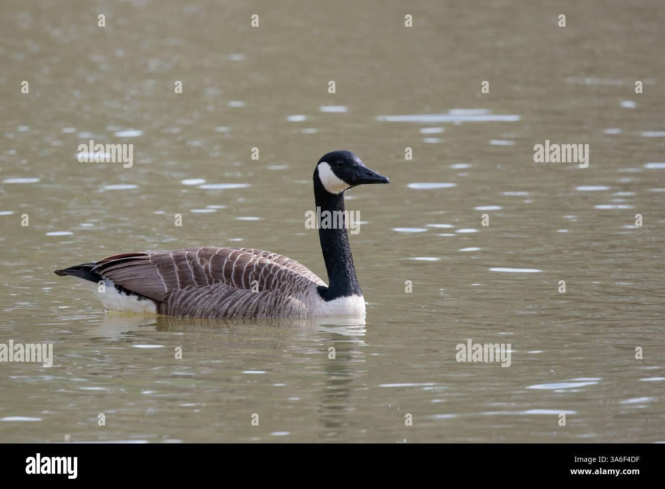 Canada goose Branta canadensis, large goose long neck black head and ...