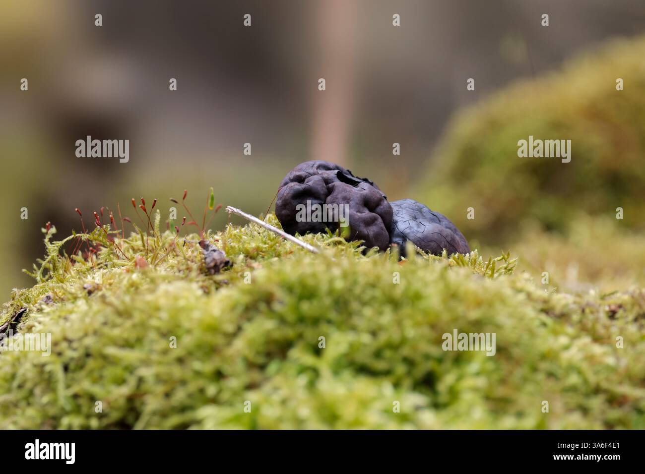 Brain like clusters of black fungi hi-res stock photography and images ...