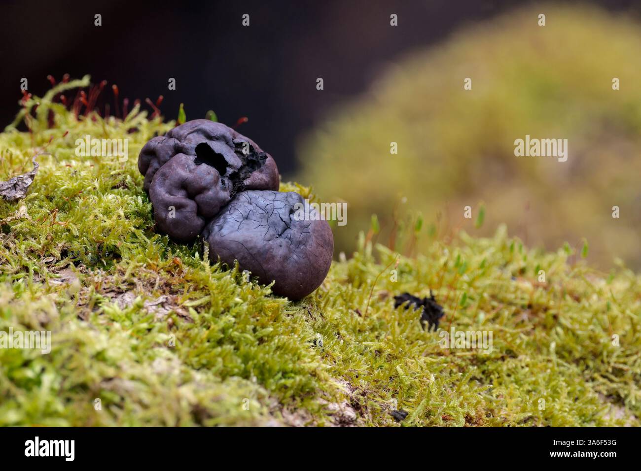 Witches butter Exidia glandulosa, fungi with black fruiting bodies in ...