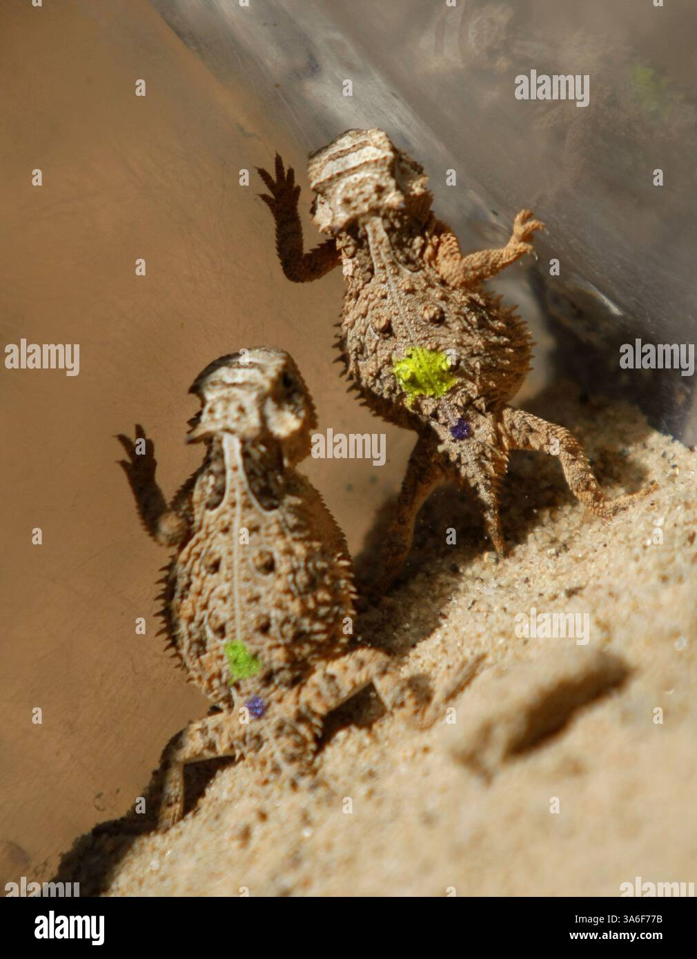 Penny lizards hi-res stock photography and images - Alamy