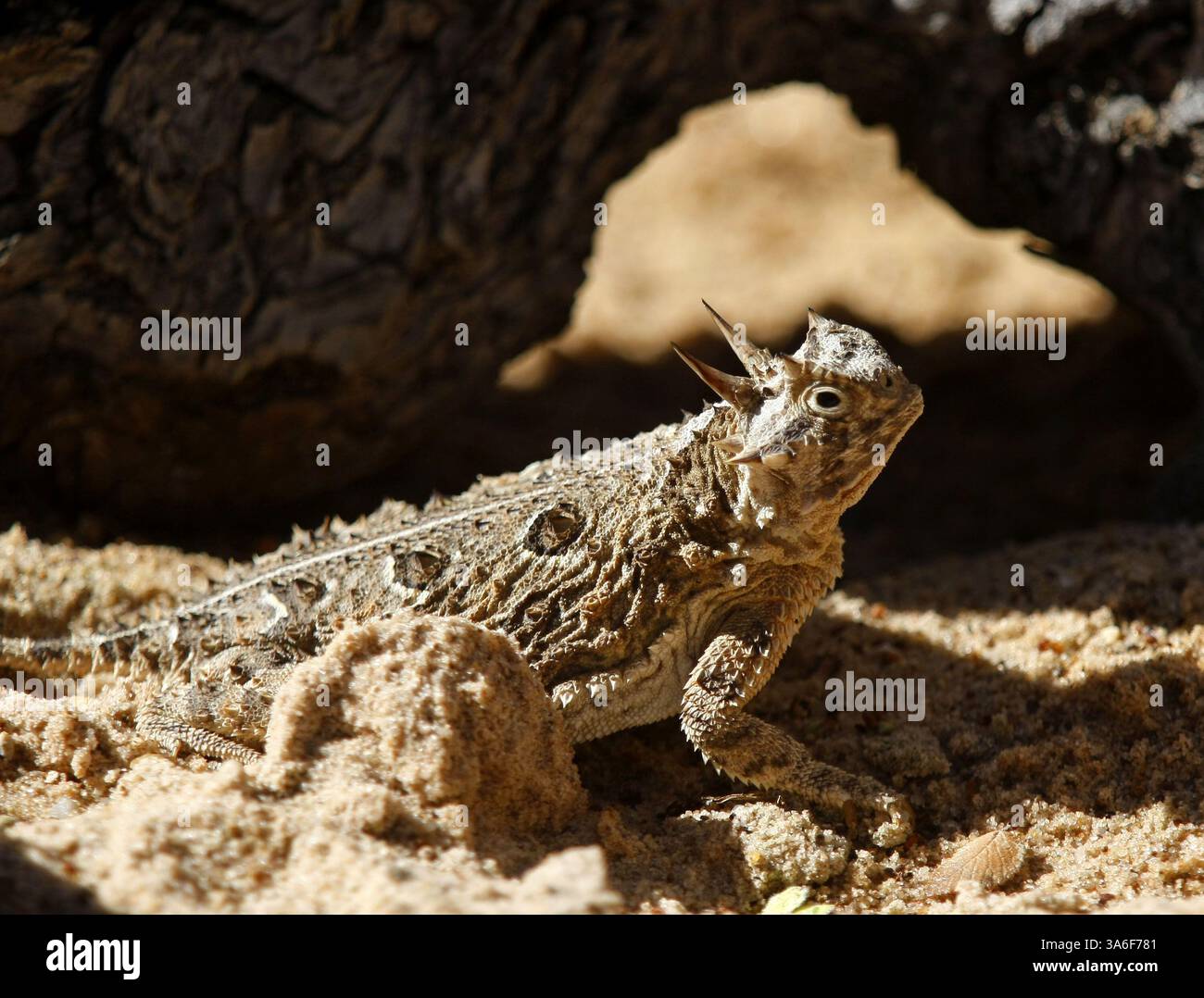 Penny lizards hi-res stock photography and images - Alamy