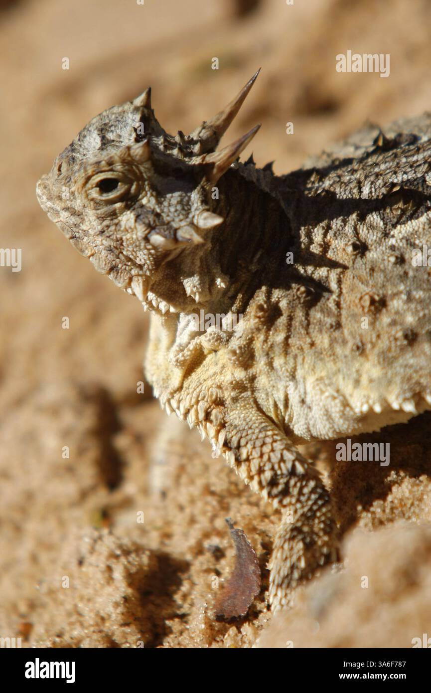 Penny lizards hi-res stock photography and images - Alamy