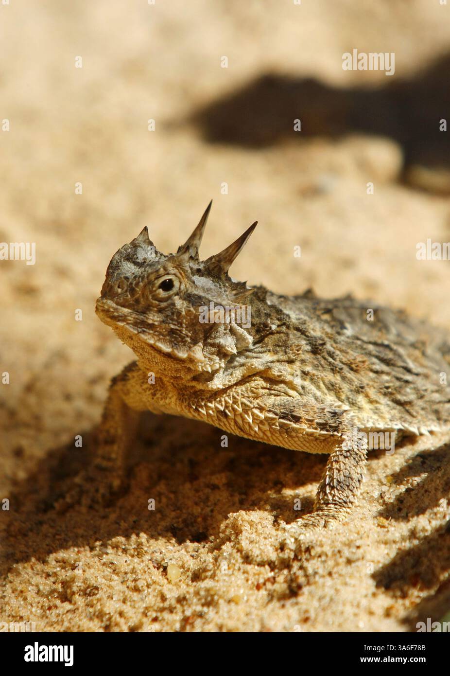 Penny lizards hi-res stock photography and images - Alamy