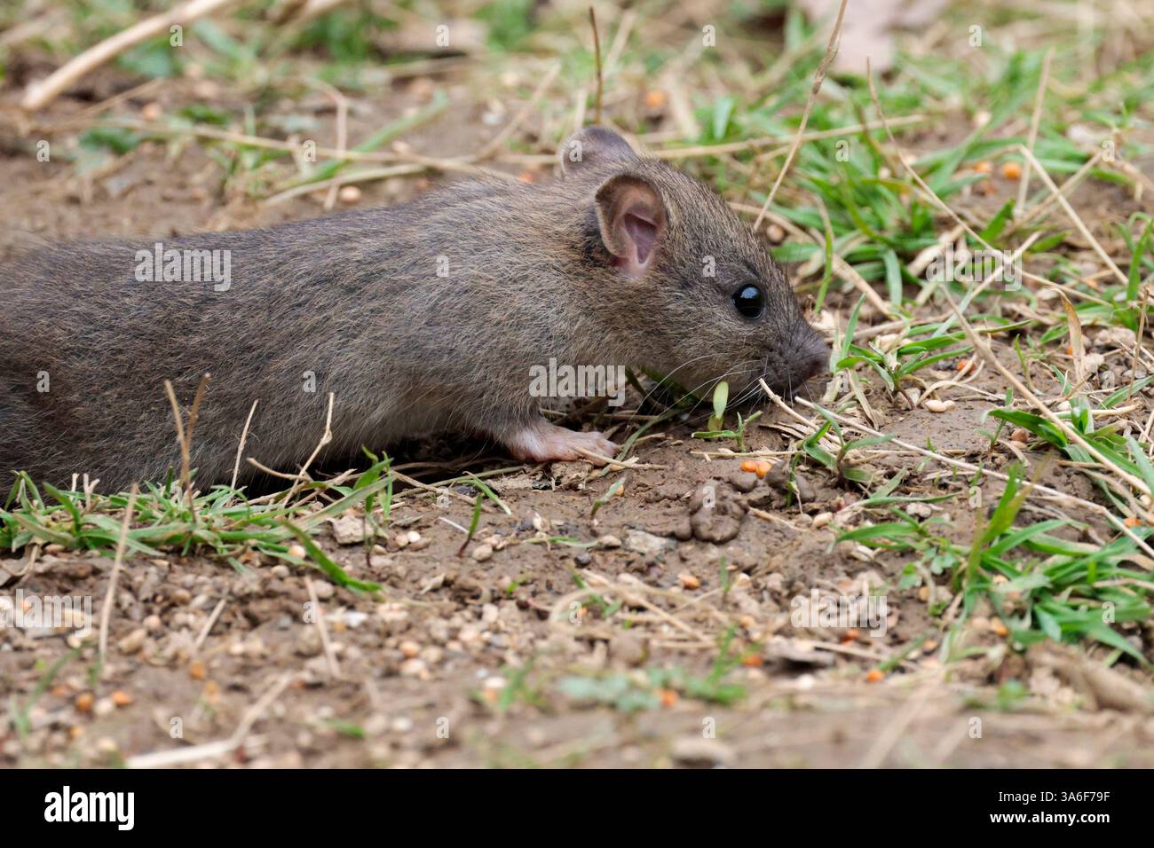 Woodland bird hide rat spring season uk hi-res stock photography and ...