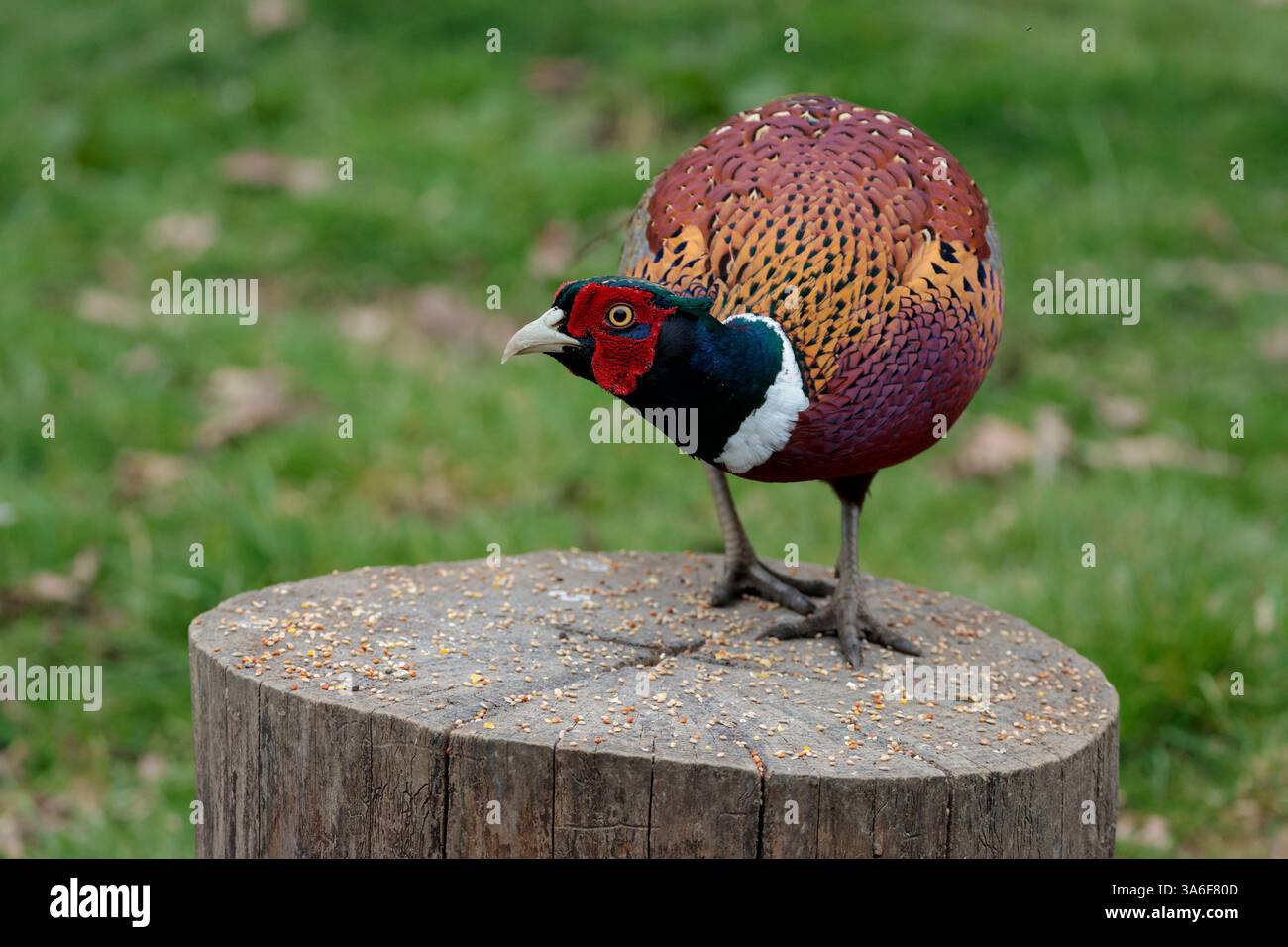 Male pheasant landscape format image hi-res stock photography and images - Alamy