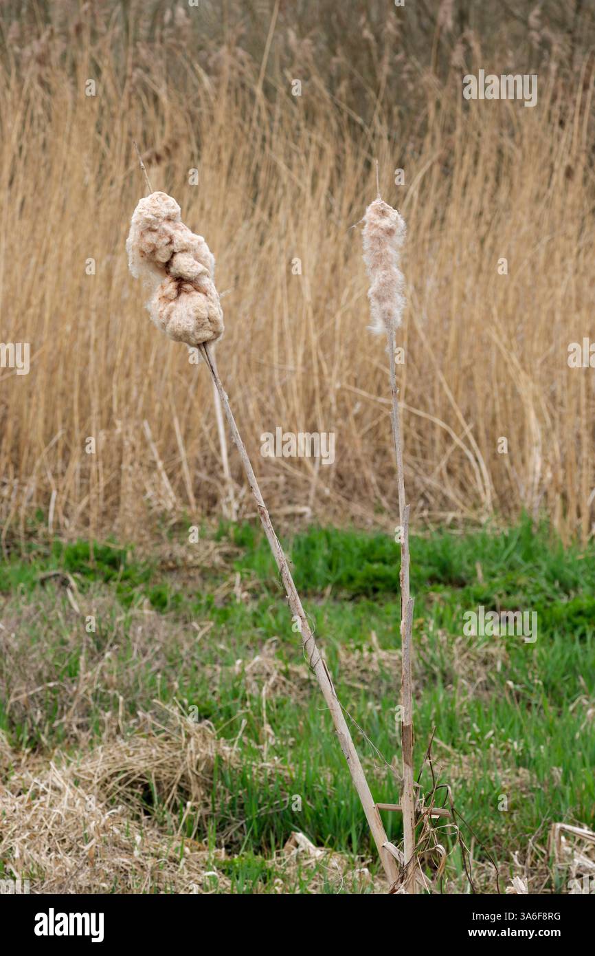 Great reedmace Typha latifolia, wetland reed plant top male spire and ...