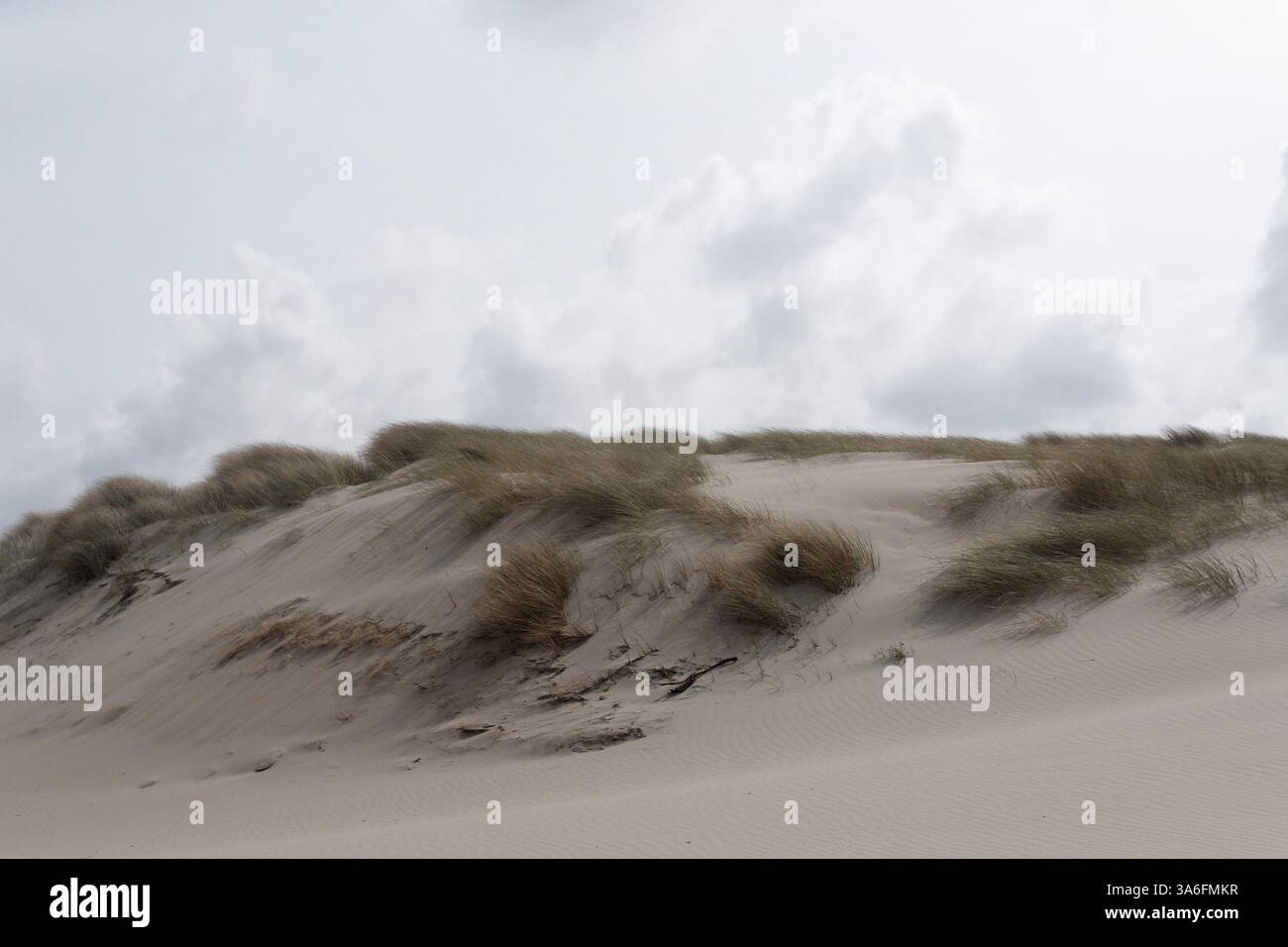 Spring impressions of costal sand dunes with wild grass and scarce ...