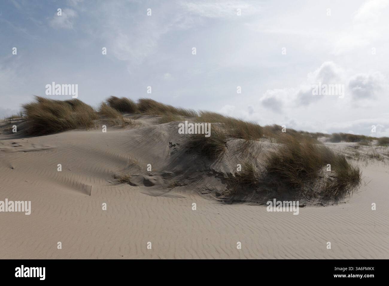 Spring impressions of costal sand dunes with wild grass and scarce ...