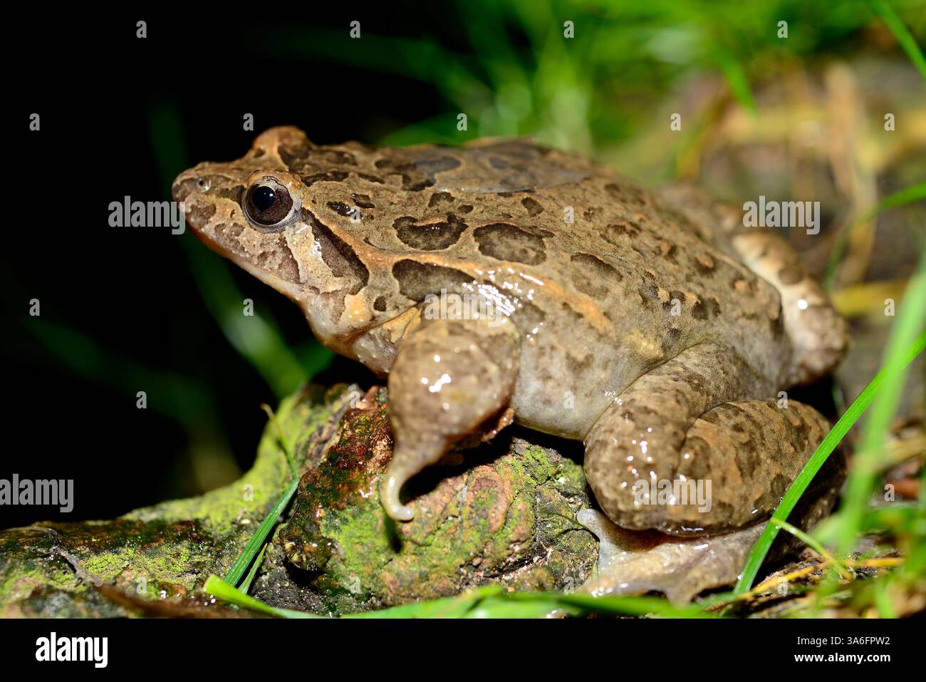 Painted frog (Discoglossus galganoi) in a park of Madrid, Spain Stock ...