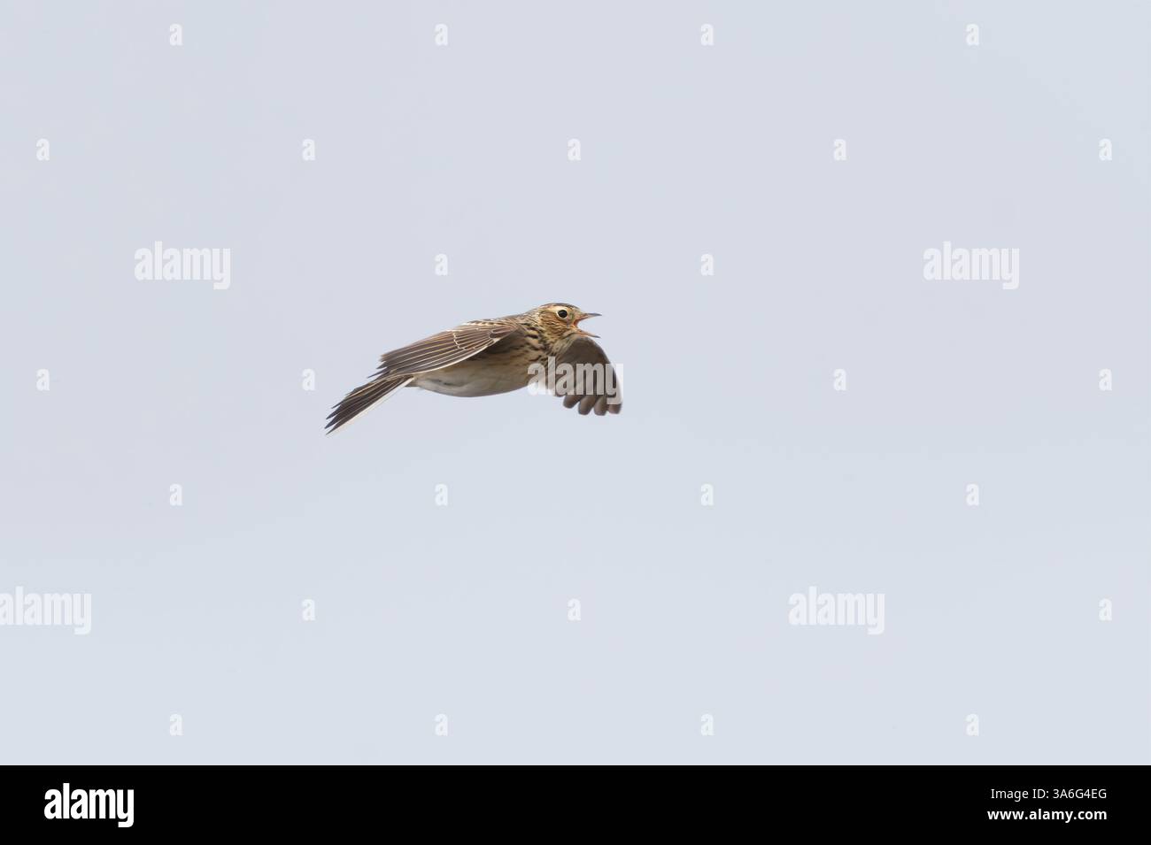 Skylark flying hi-res stock photography and images - Alamy