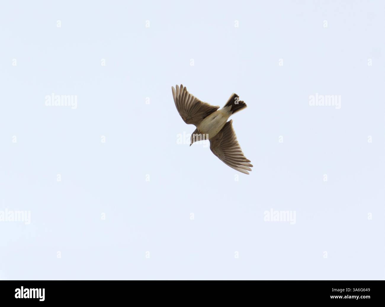 Skylark flying hi-res stock photography and images - Alamy
