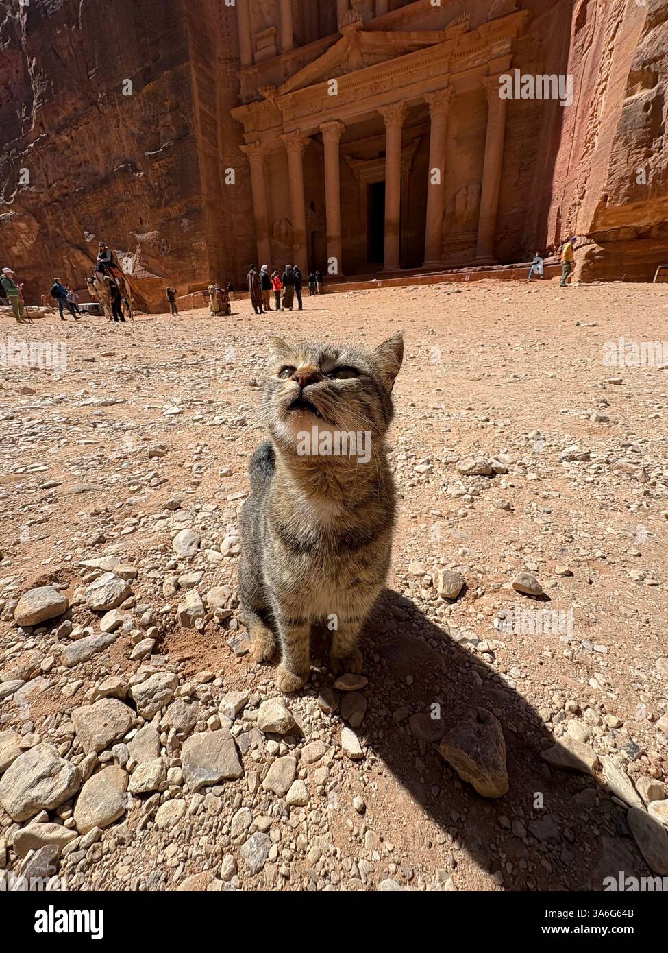 A Curious Cat Can Be Seen Near the Ancient Wonders of Petra, a Historic ...