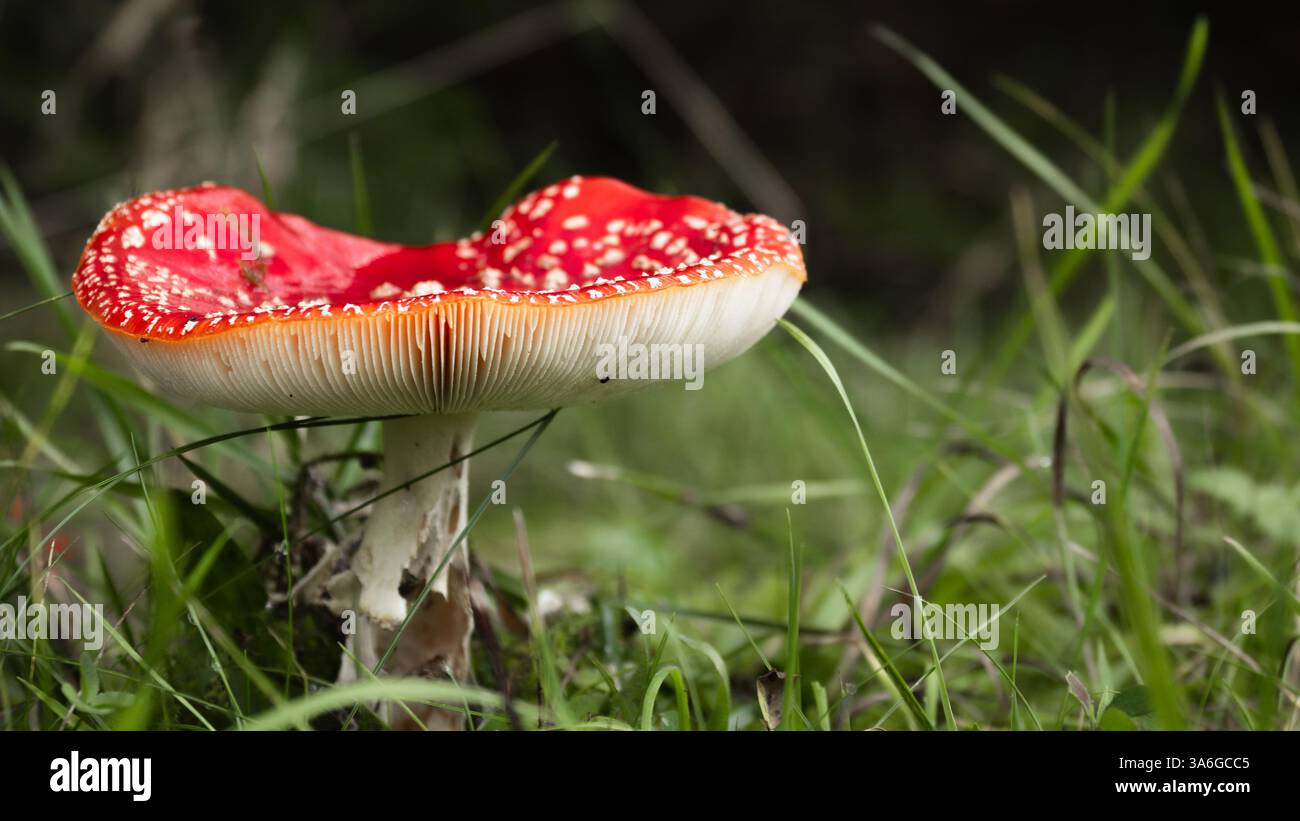 Deep red toadstool Fly Agaric growing on dark forest ground surrounded ...