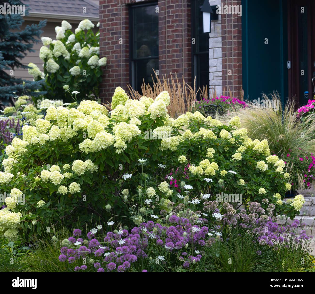 Beautiful little Lime Hydrangea and at the larger limelight hydrangea ...