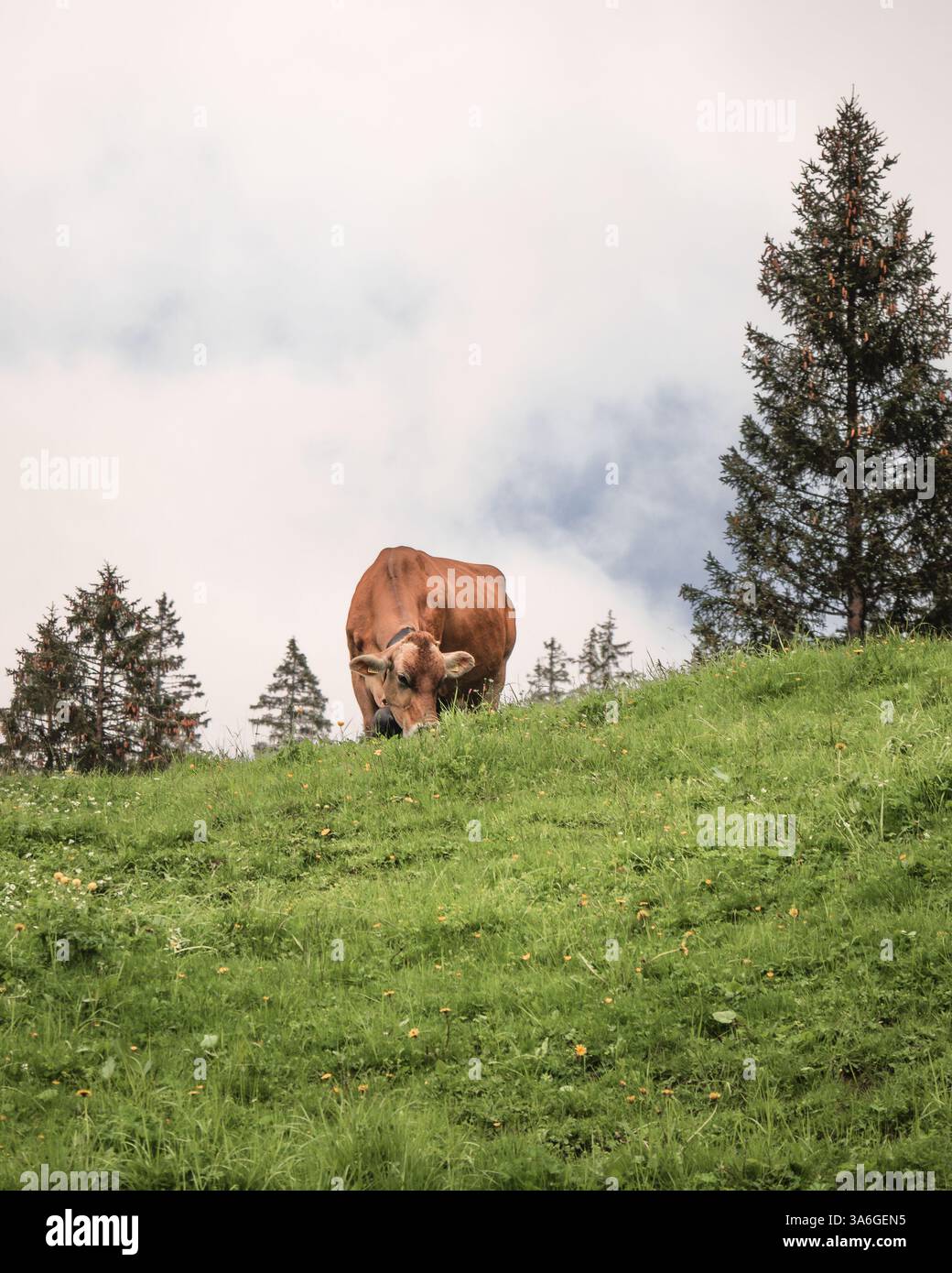 Cow gazing on alpine pasture land, swiss alps, obwalden, switzerland ...