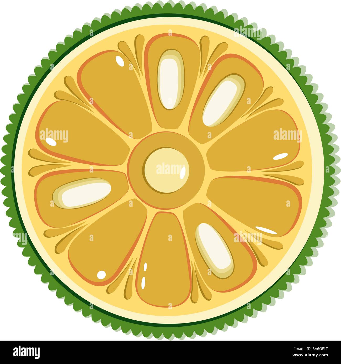 Jackfruit slice botanical vector illustration in flat technique Stock ...