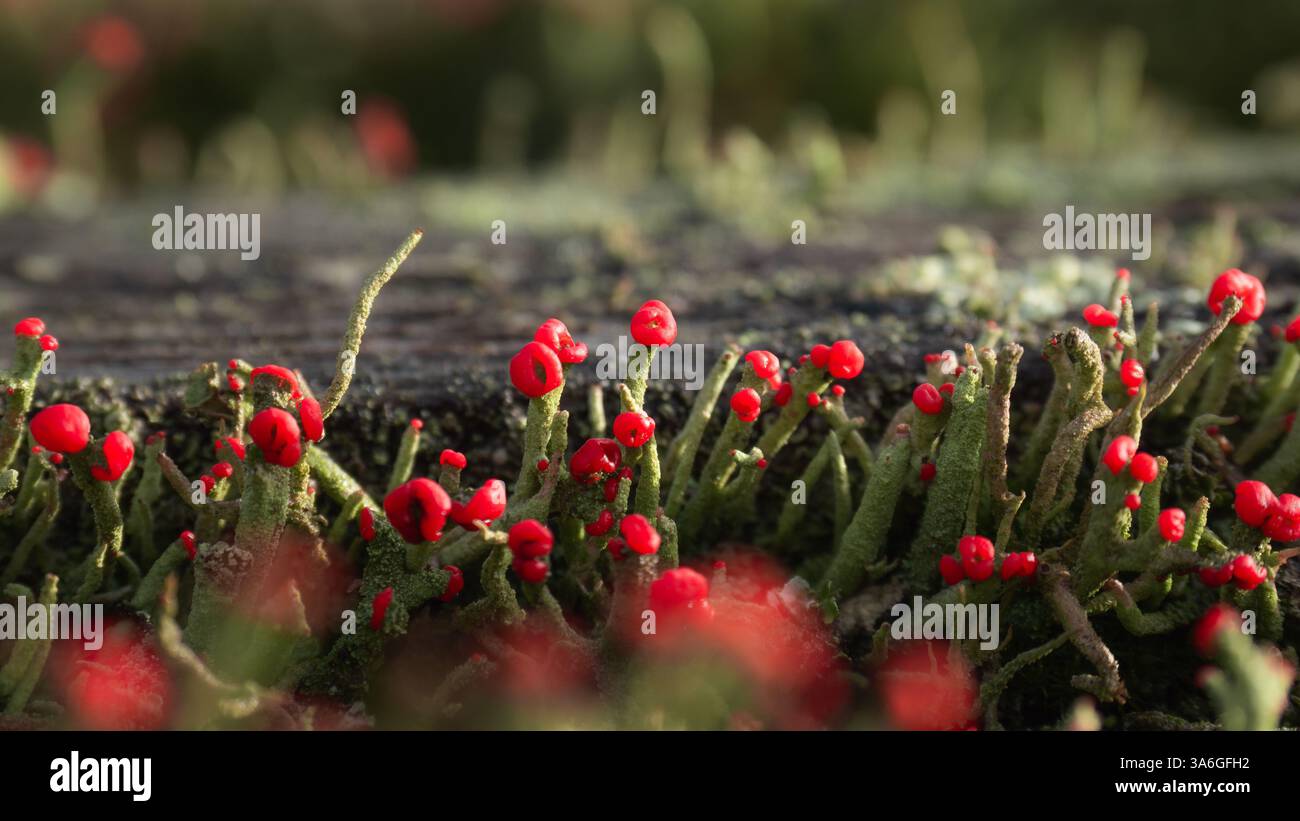 Red-tipped Lichen, Cladonia macilenta, british soldiers lichen, with ...