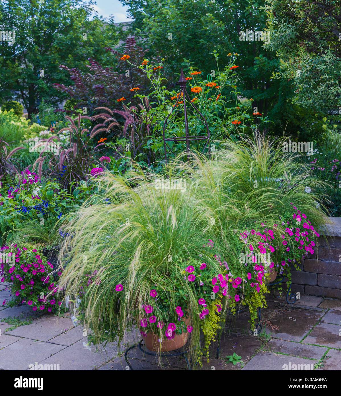 Mexican feather grass cascading down with pink petunias in a container ...