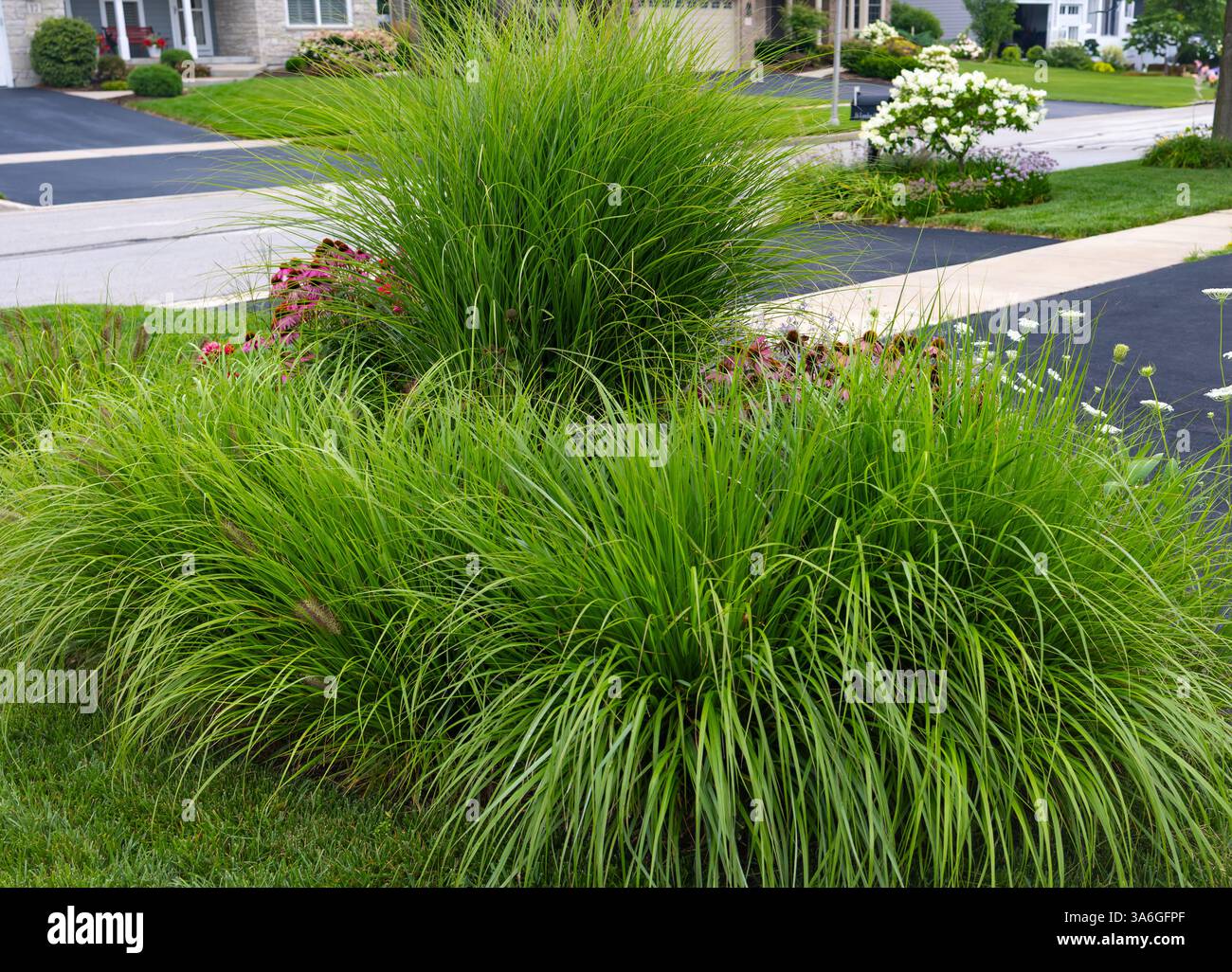 Miscanthus, Morning Light, Ornamental Grasses and Limelight hydrangeas ...