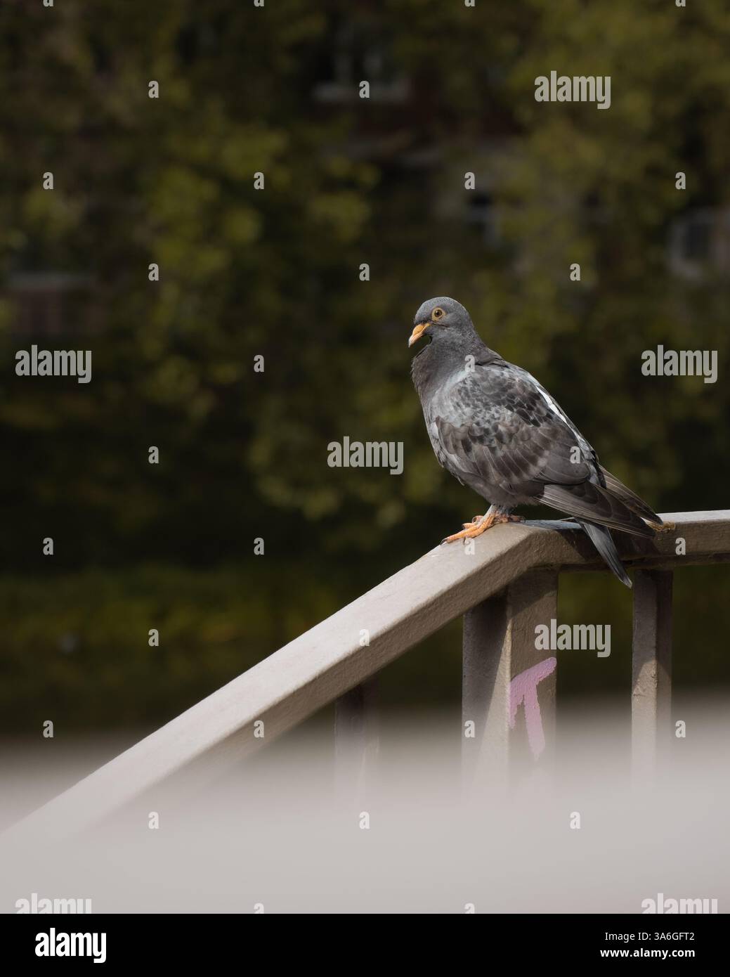 city pigeon on a metal railing with dark green bokeh background Stock ...