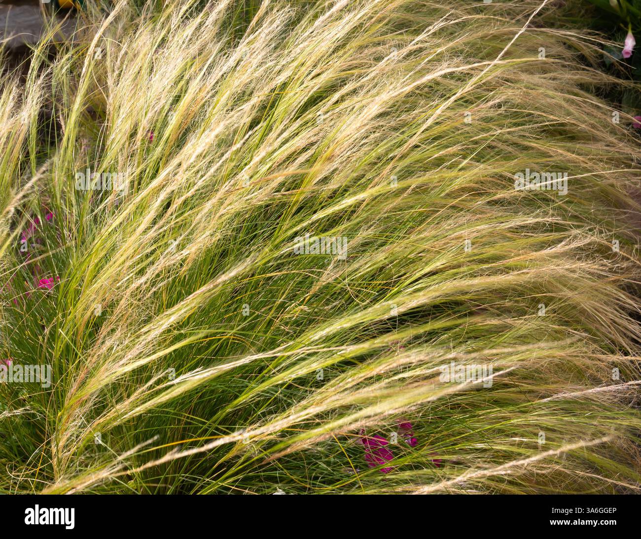 Mexican feather grass cascading down with pink petunias in a container ...