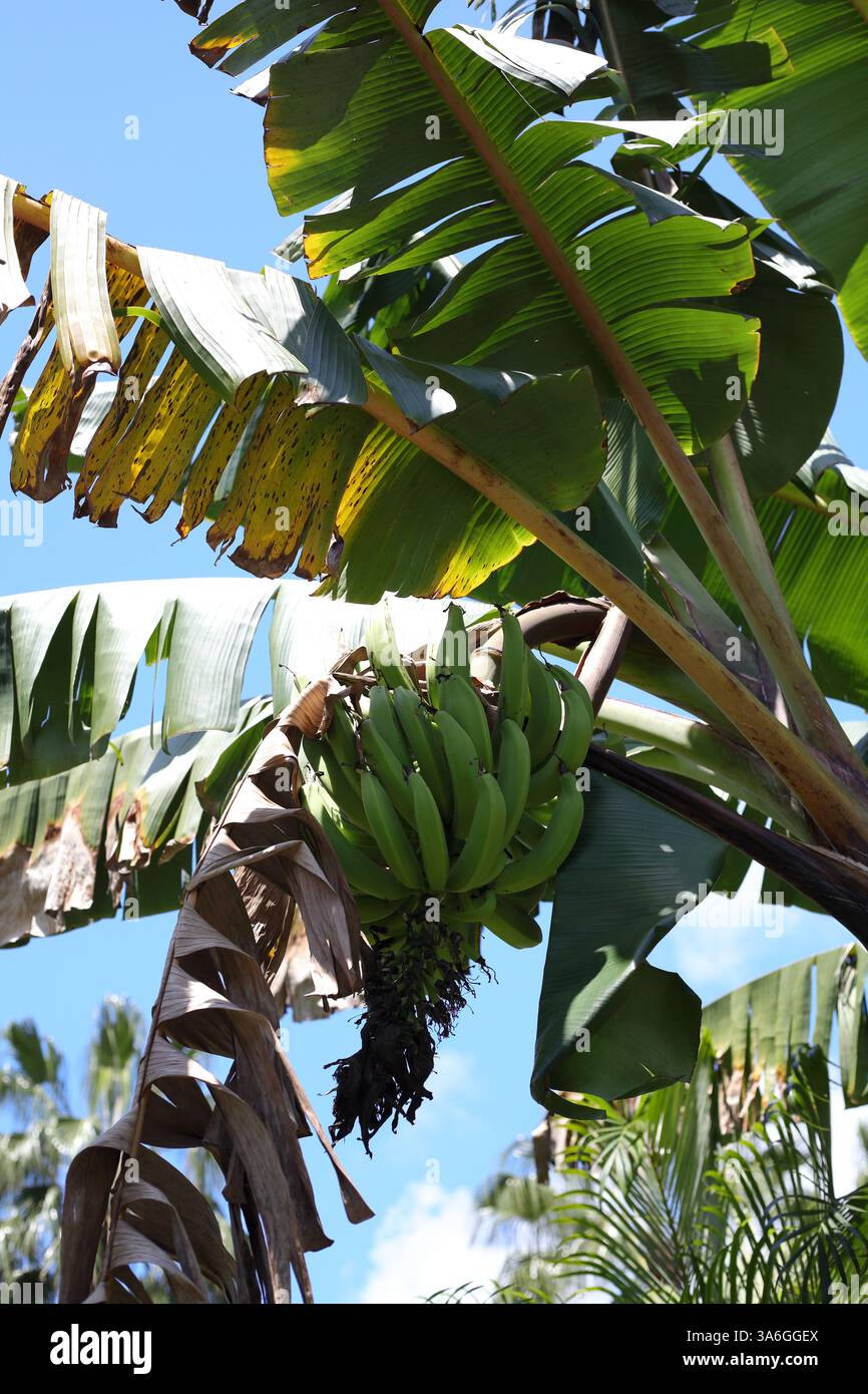 Bunch of green bananas on a tree in Bayahibe, Dominican Republic Stock ...