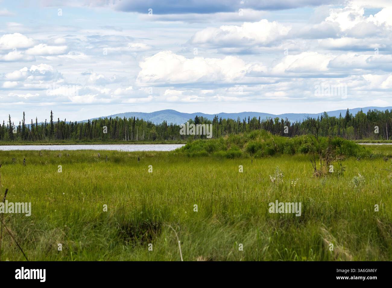 Green grass and trees around moose pond on a cloudy spring day near ...