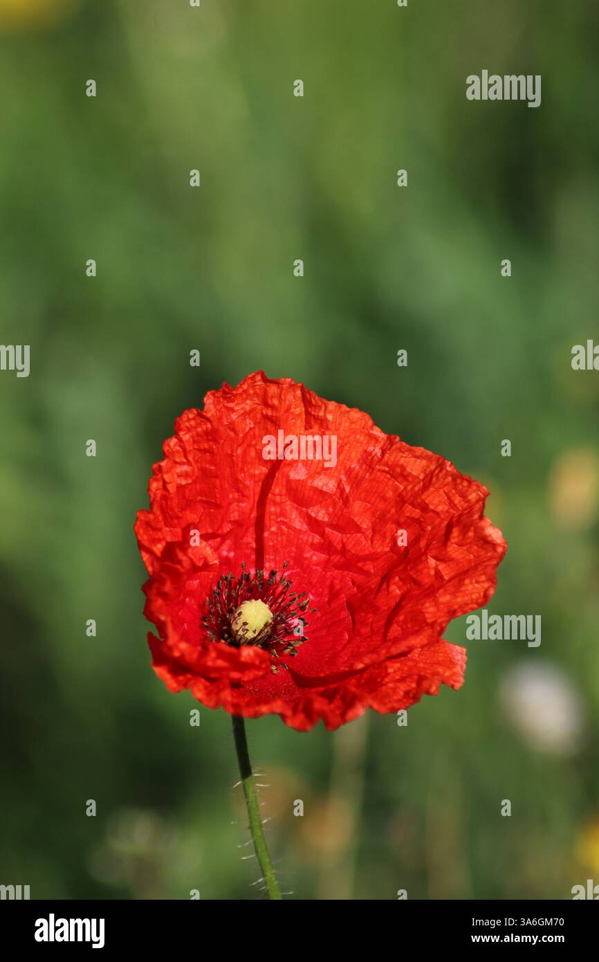 Vibrant beauty environment hi-res stock photography and images - Alamy