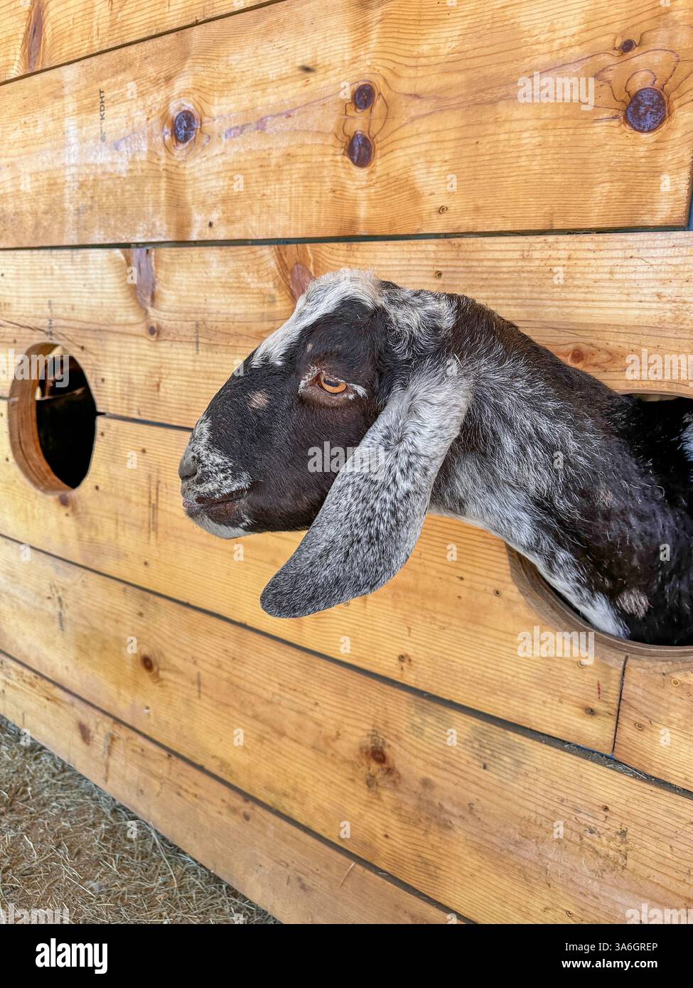 Dairy goats close-up, portrait of a goat with big ear ready for feeding ...