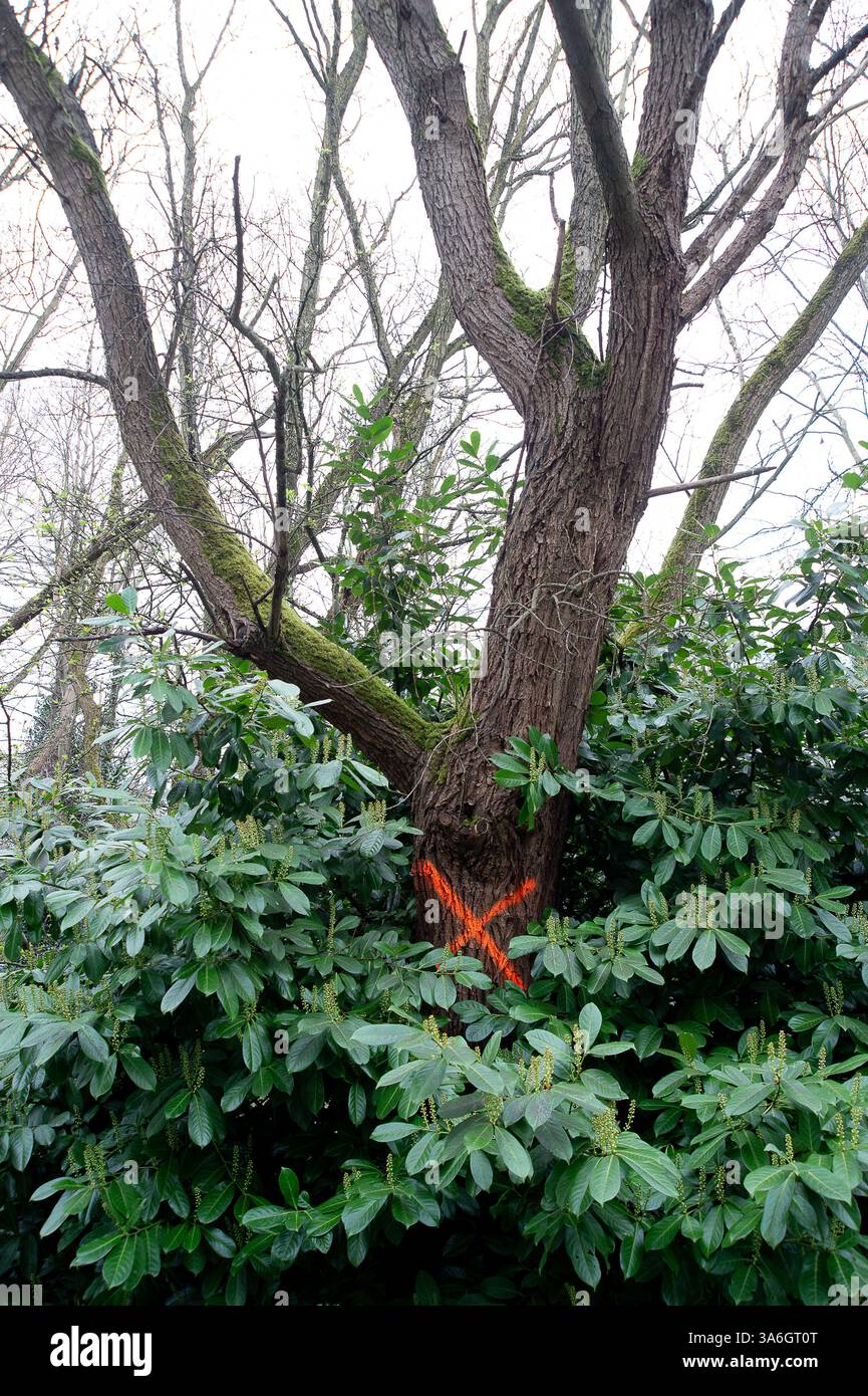 Colnbrook, UK. 25th March, 2025. Trees marked for felling in woodland ...