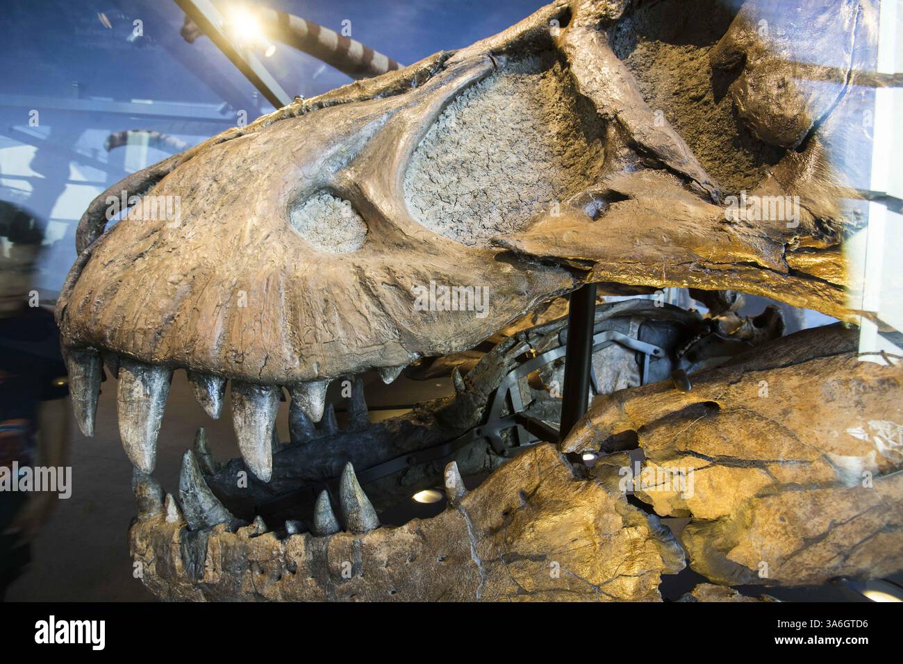 Nov. 2, 2014 - Tyrannosaurus Rex Dinosaur Head Fossil, Los Angeles ...