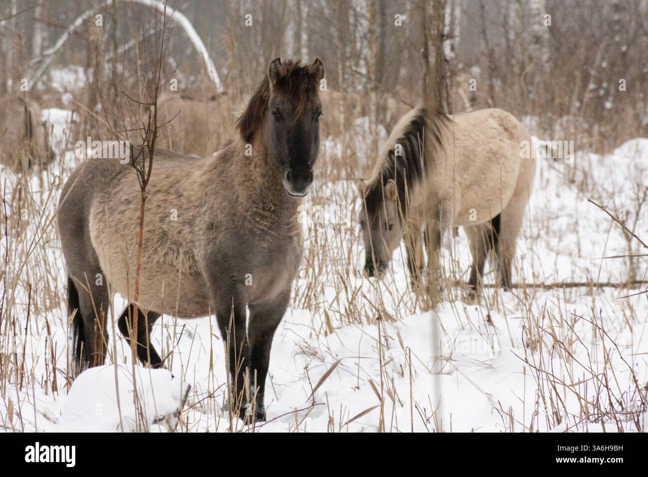 Pair wild horses stands hi-res stock photography and images - Alamy