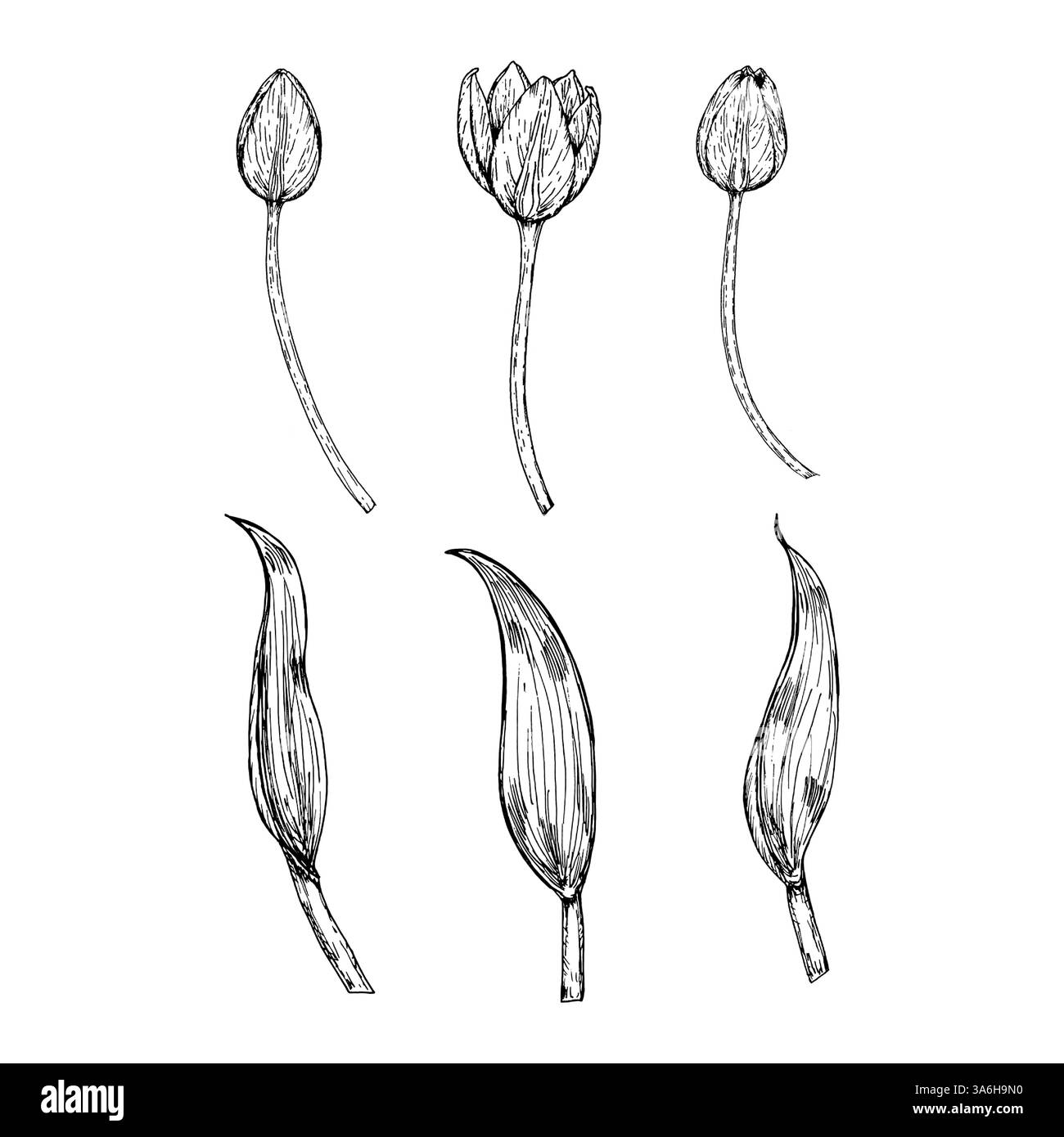 Plant buds in spring Black and White Stock Photos & Images - Alamy