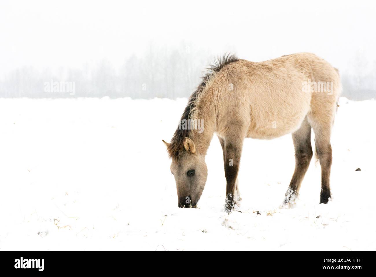 Snow in forest orange Cut Out Stock Images & Pictures - Alamy