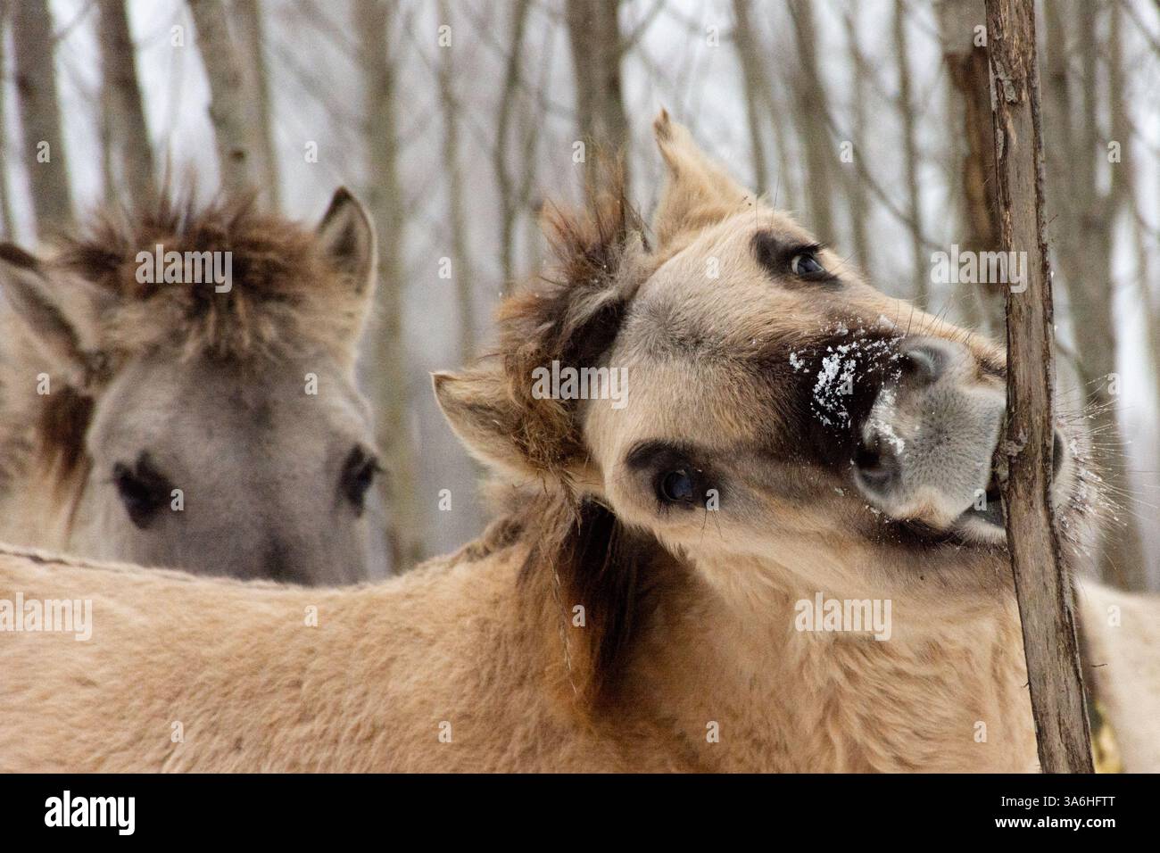 Gnaw stick hi-res stock photography and images - Alamy