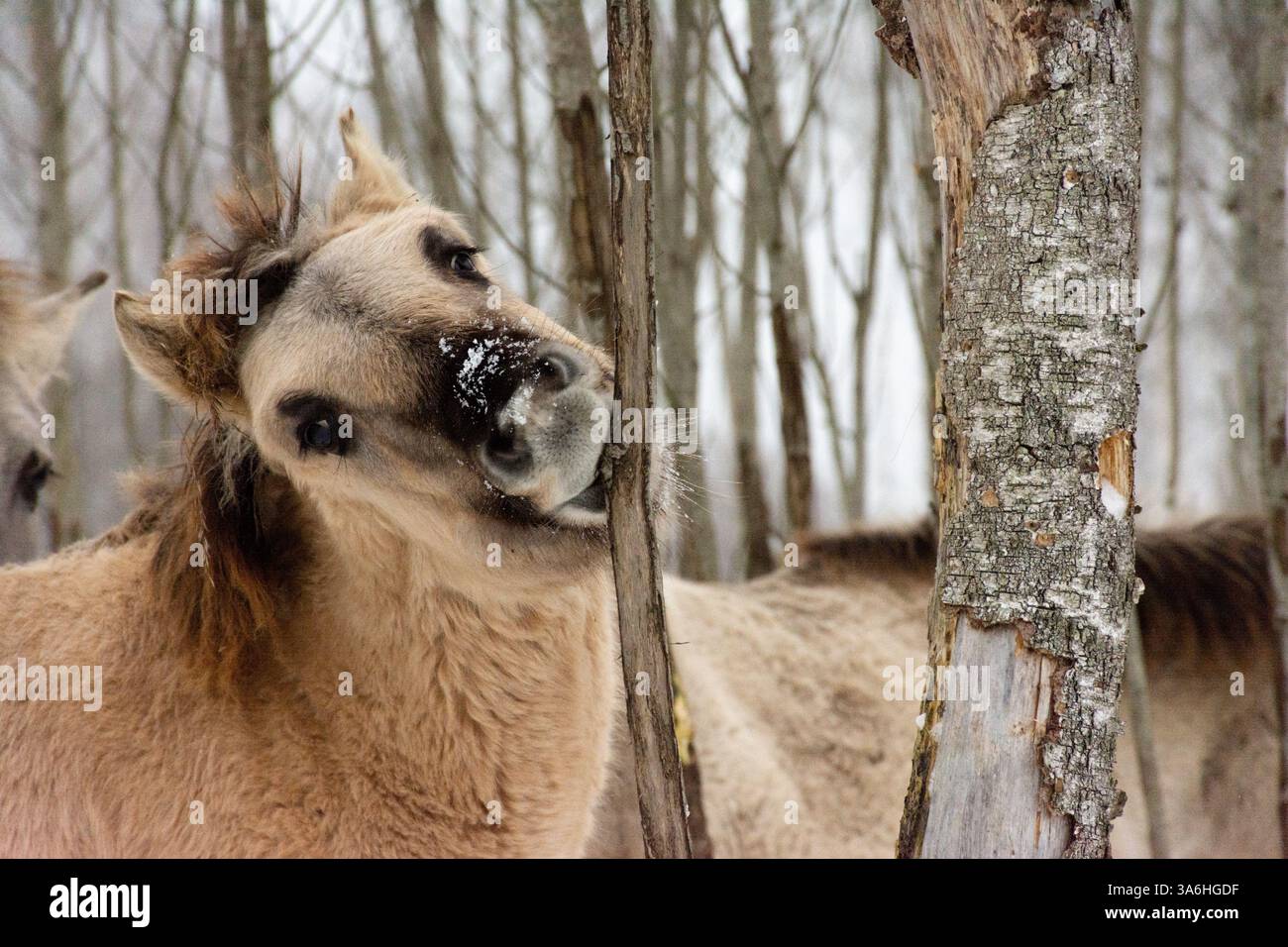Gnaw stick hi-res stock photography and images - Alamy