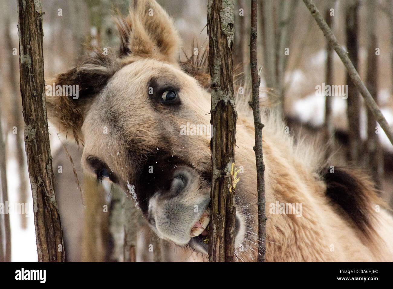 Gnaw stick hi-res stock photography and images - Alamy