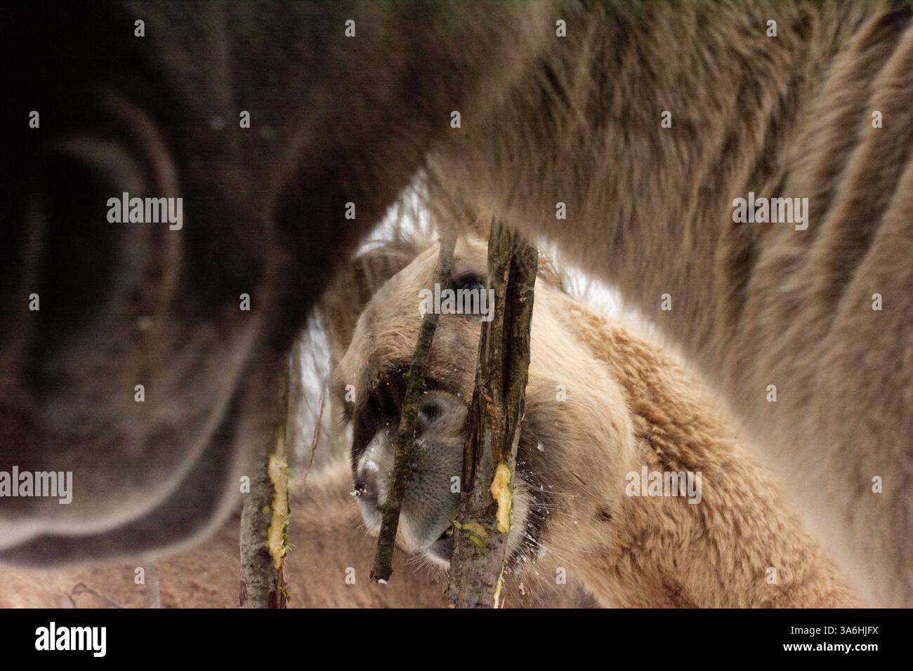 Gnaw stick hi-res stock photography and images - Alamy